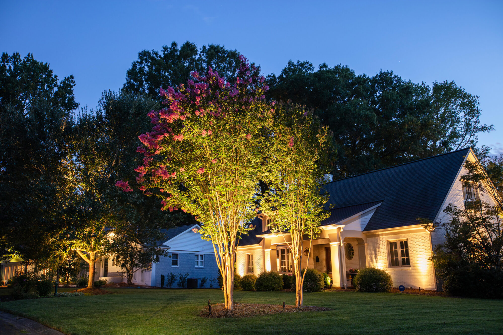 Tree Accent | Up Lighting