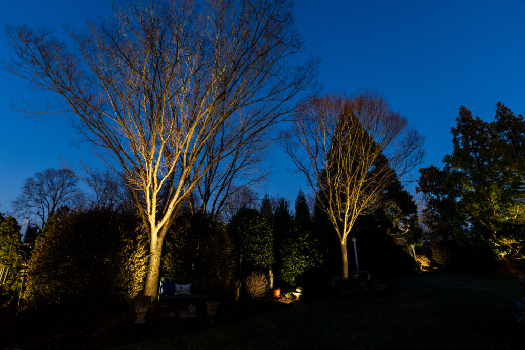 The Advantages of Uplighting Trees with Low Voltage Lighting